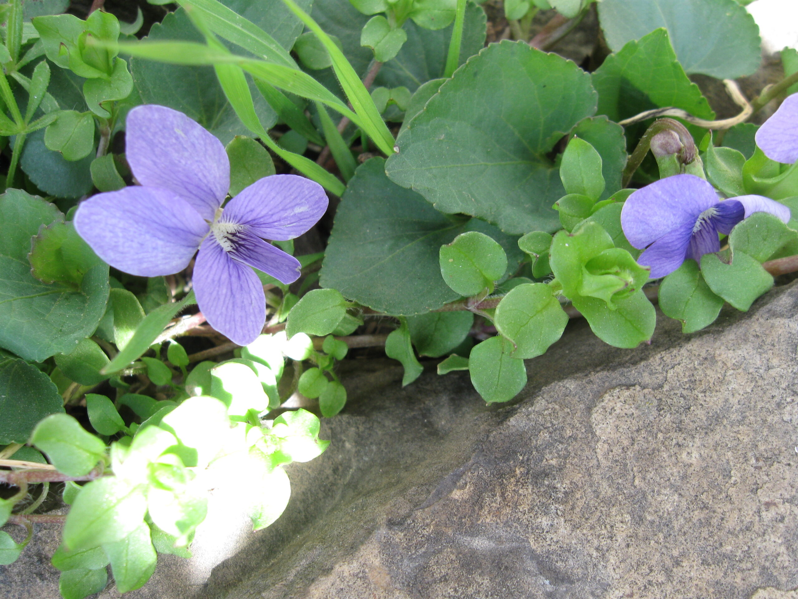 Violets for All Seasons - Mother Earth Living